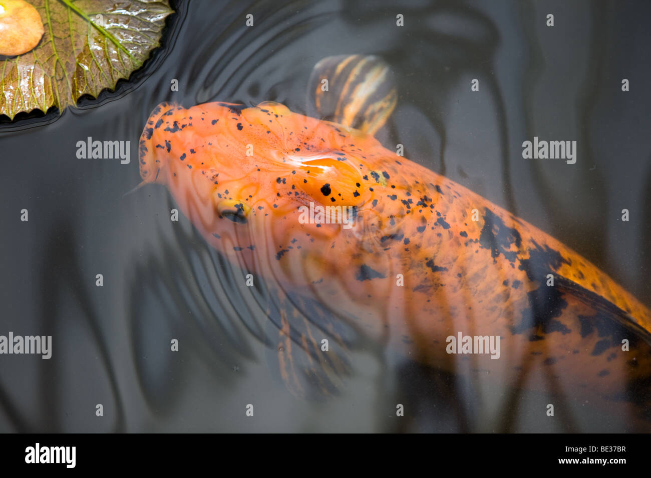 Koy tank hi-res stock photography and images - Alamy