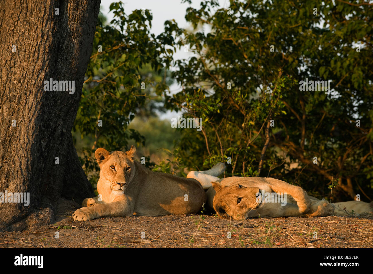 Okavango delta lions hi-res stock photography and images - Alamy