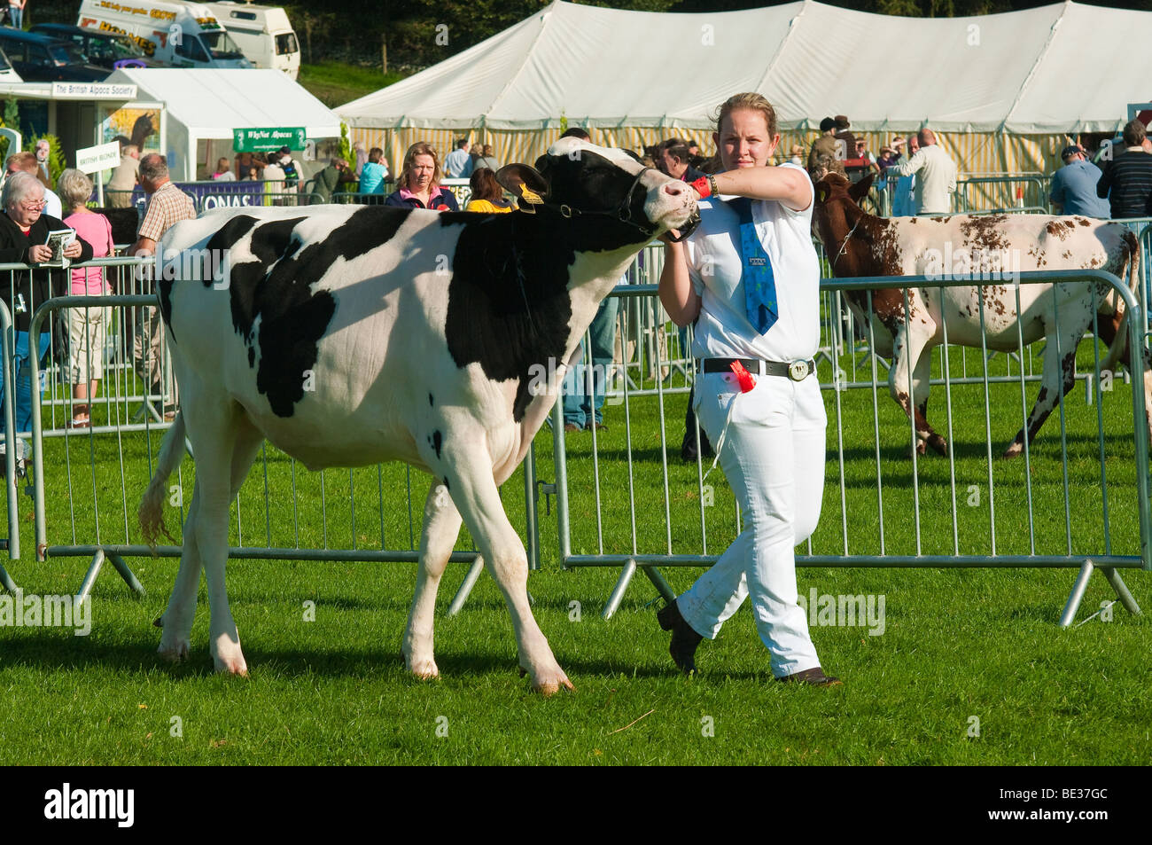 Show cattle hi-res stock photography and images - Alamy