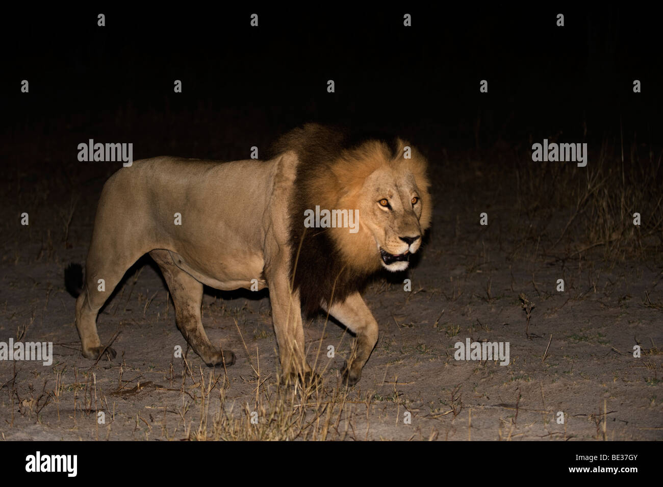 Okavango delta lions hi-res stock photography and images - Alamy