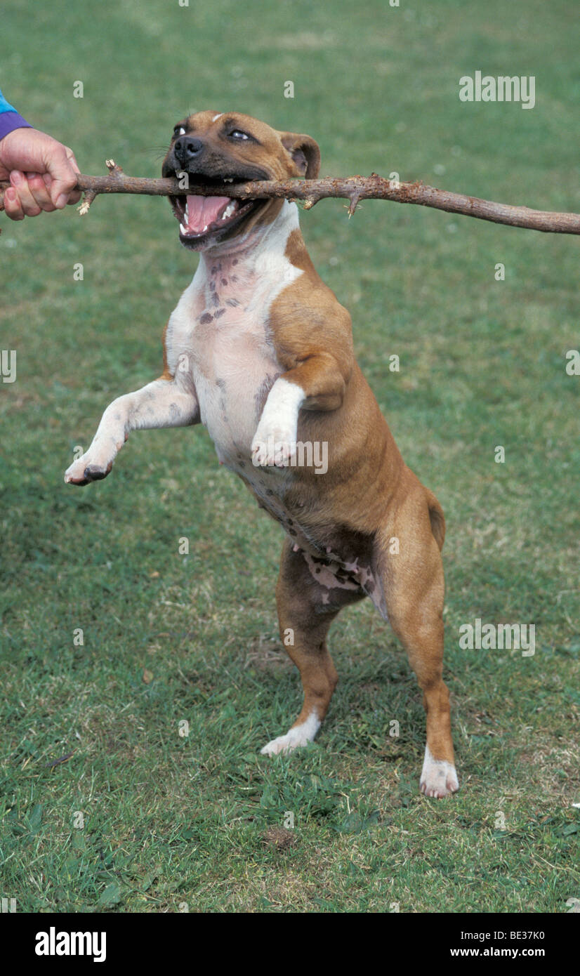 red Staffordshire bull terrier jumping up for stick Stock Photo - Alamy