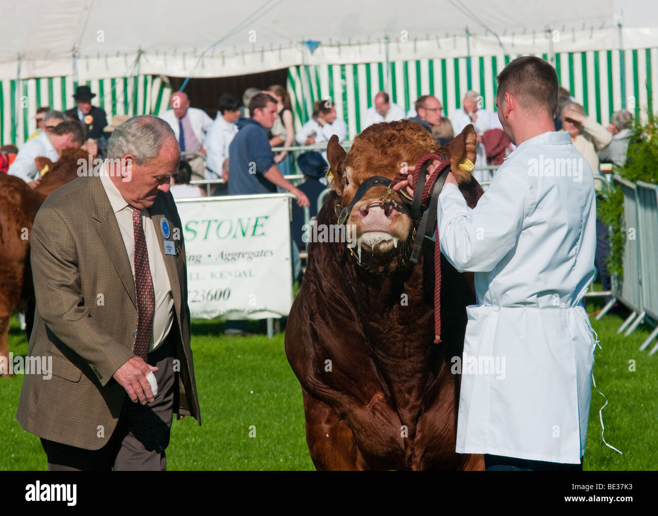 Judging cattle at the Westmorland Agricultural Show Stock Photo - Alamy