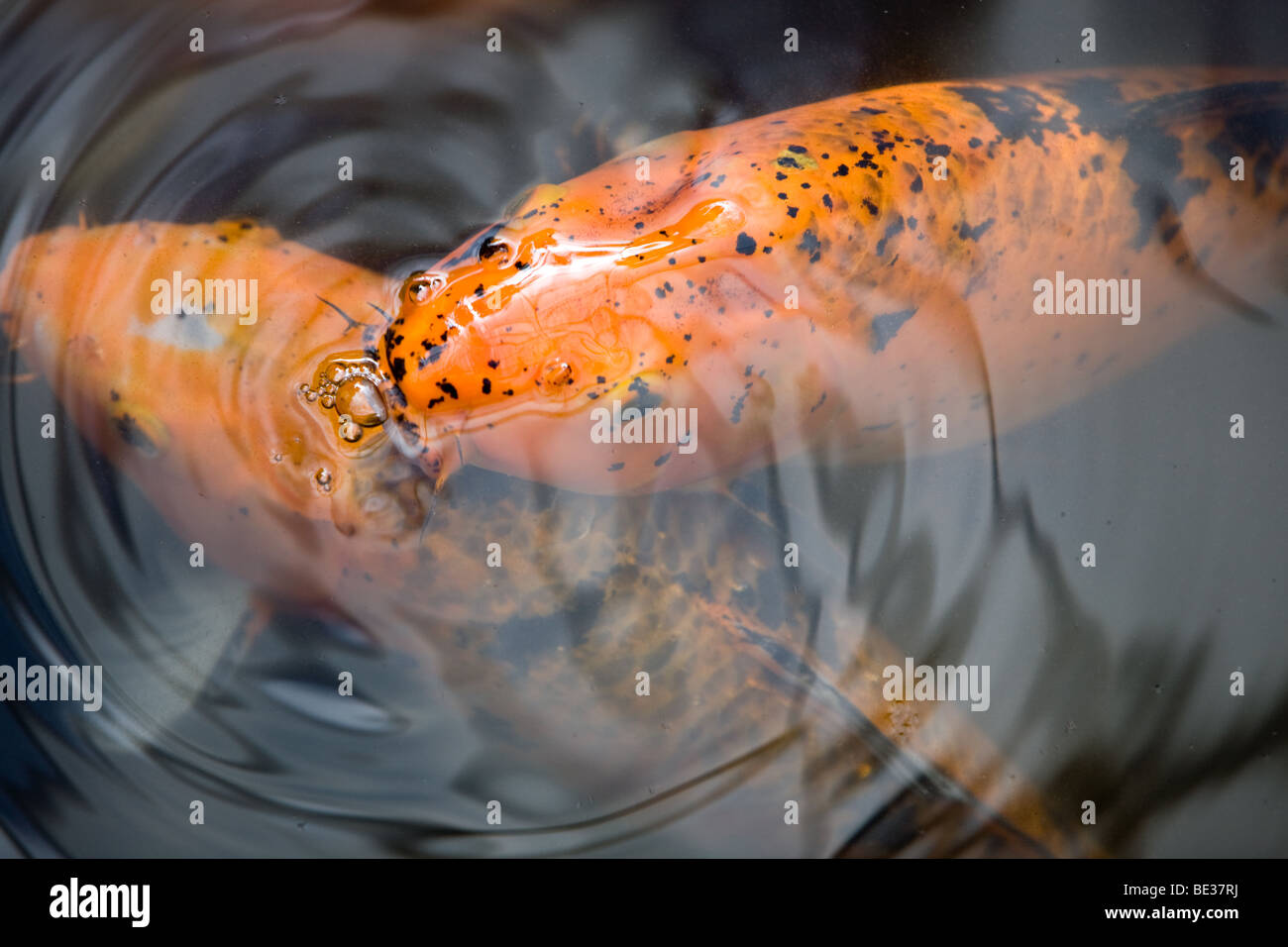 Koy symbol hi-res stock photography and images - Alamy