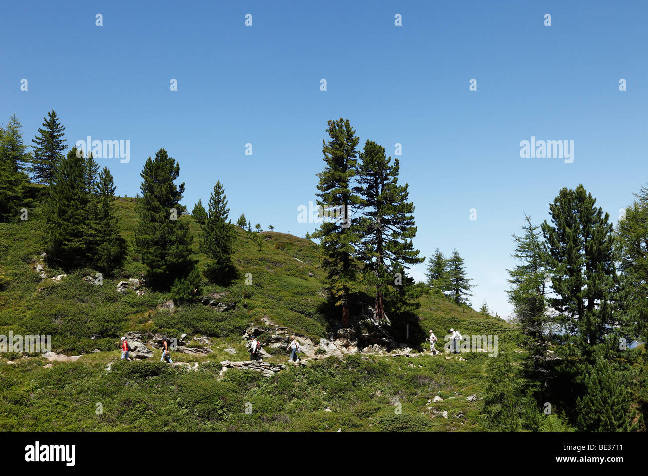 Zirbenweg trail hi-res stock photography and images - Alamy