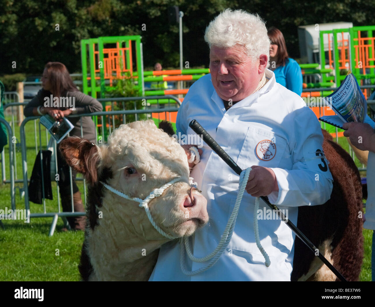 Show cattle hi-res stock photography and images - Alamy