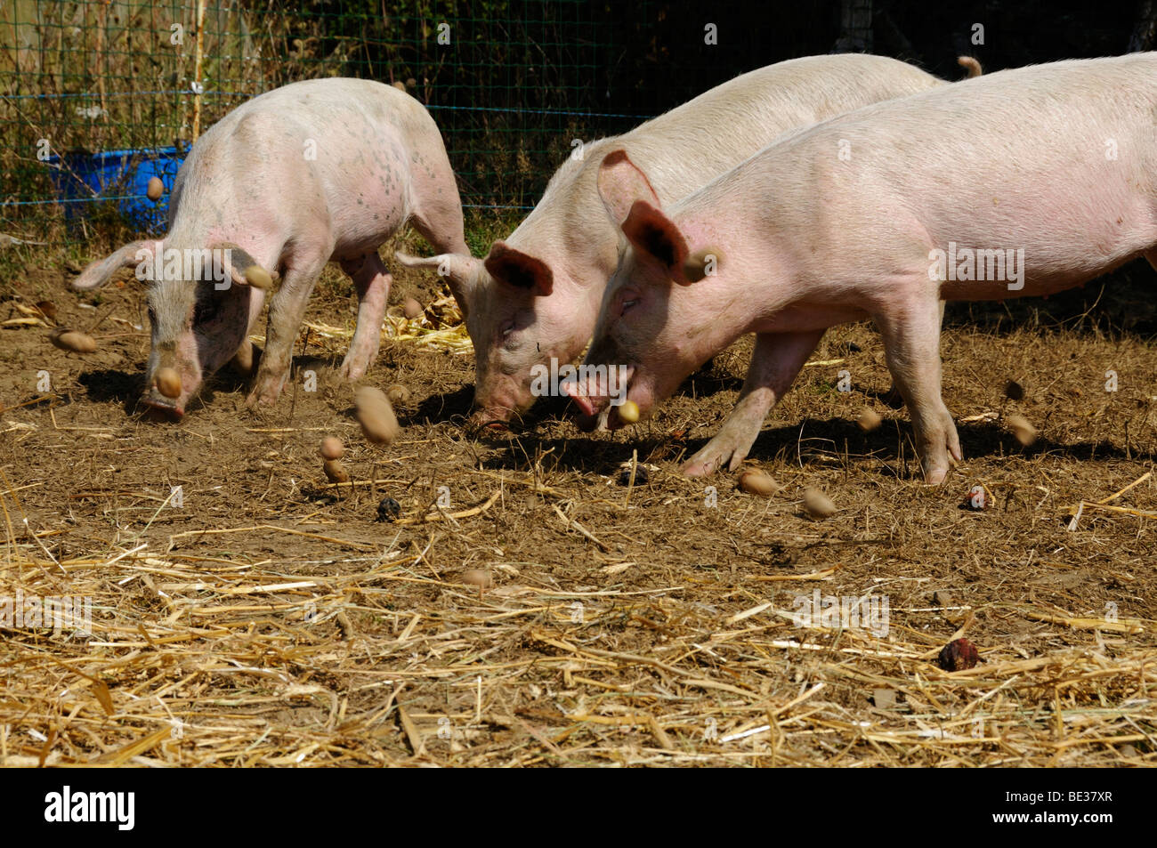 Boy feeding pig hi-res stock photography and images - Alamy