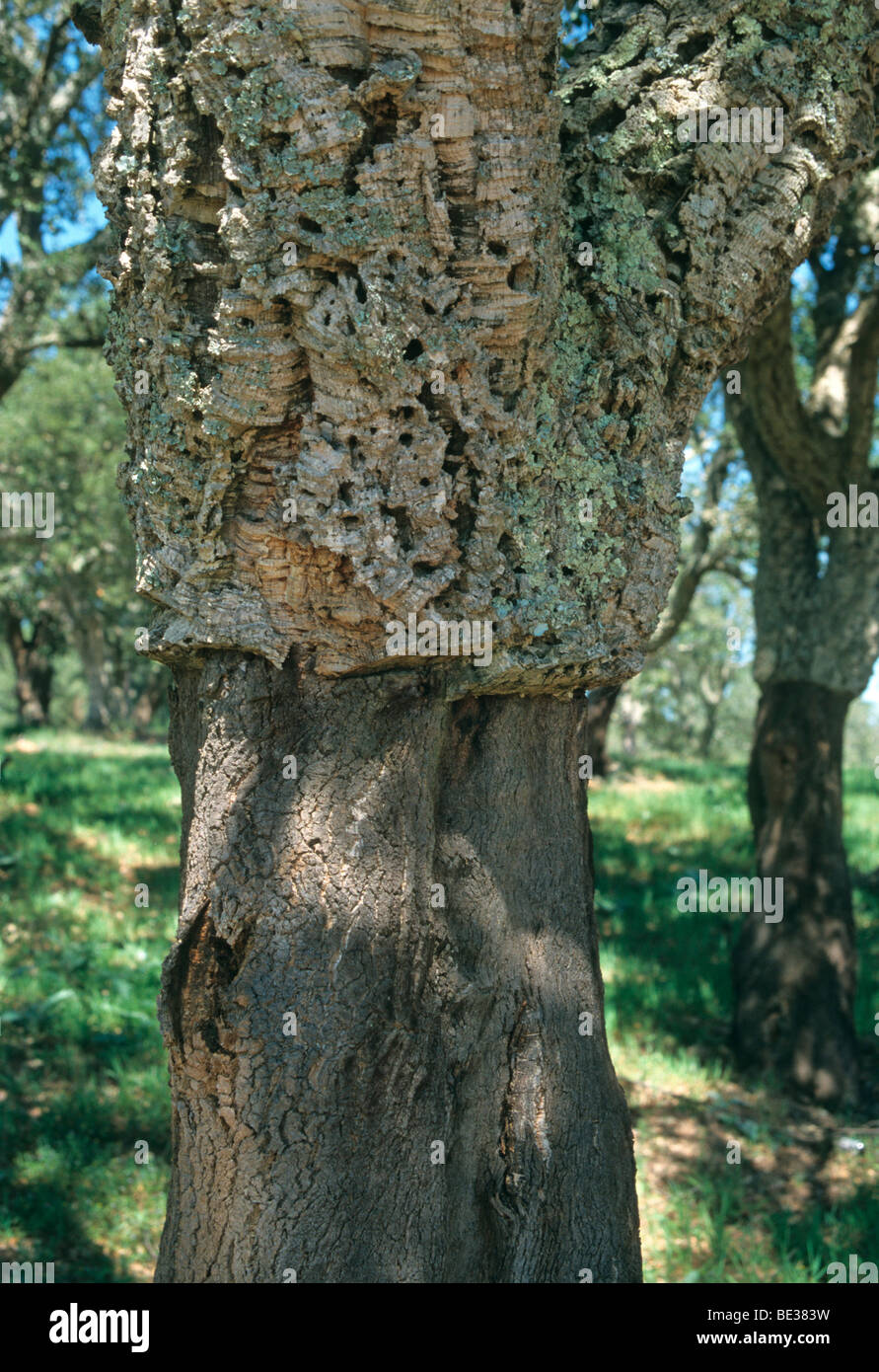 Kork tree hi-res stock photography and images - Alamy
