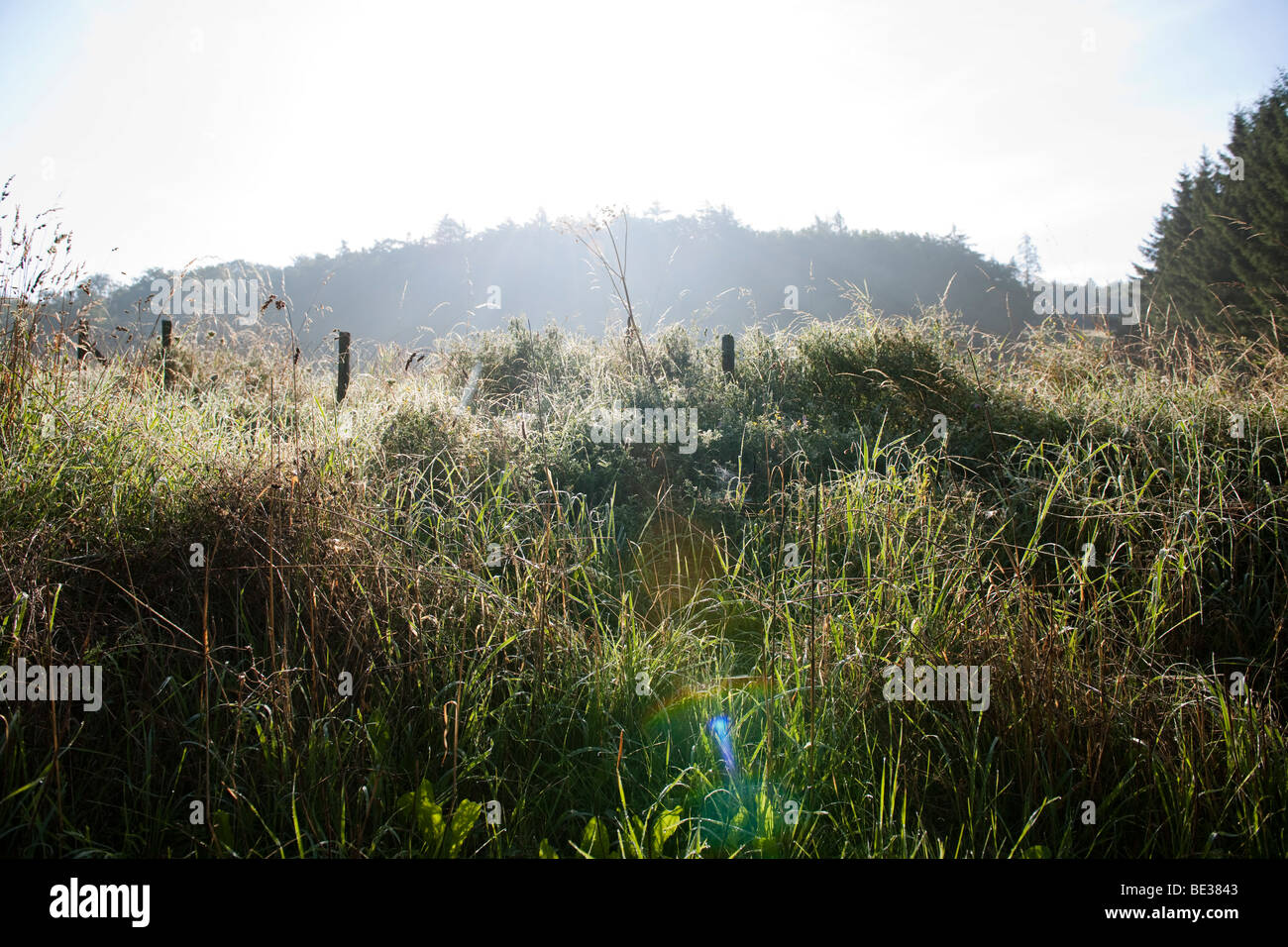 Forest meadow with dew Stock Photo - Alamy