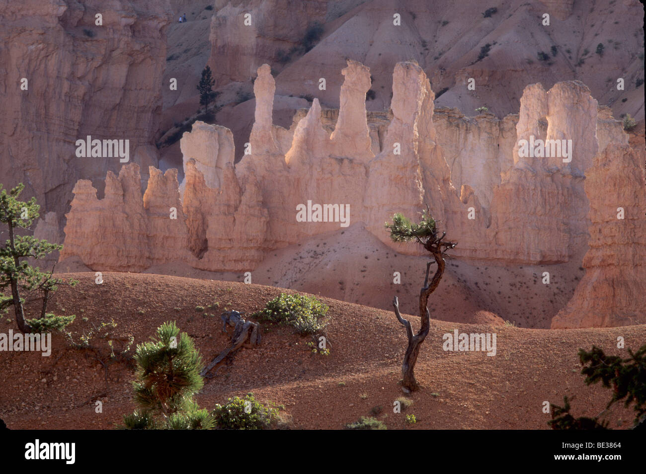 Usa flora hi-res stock photography and images - Alamy