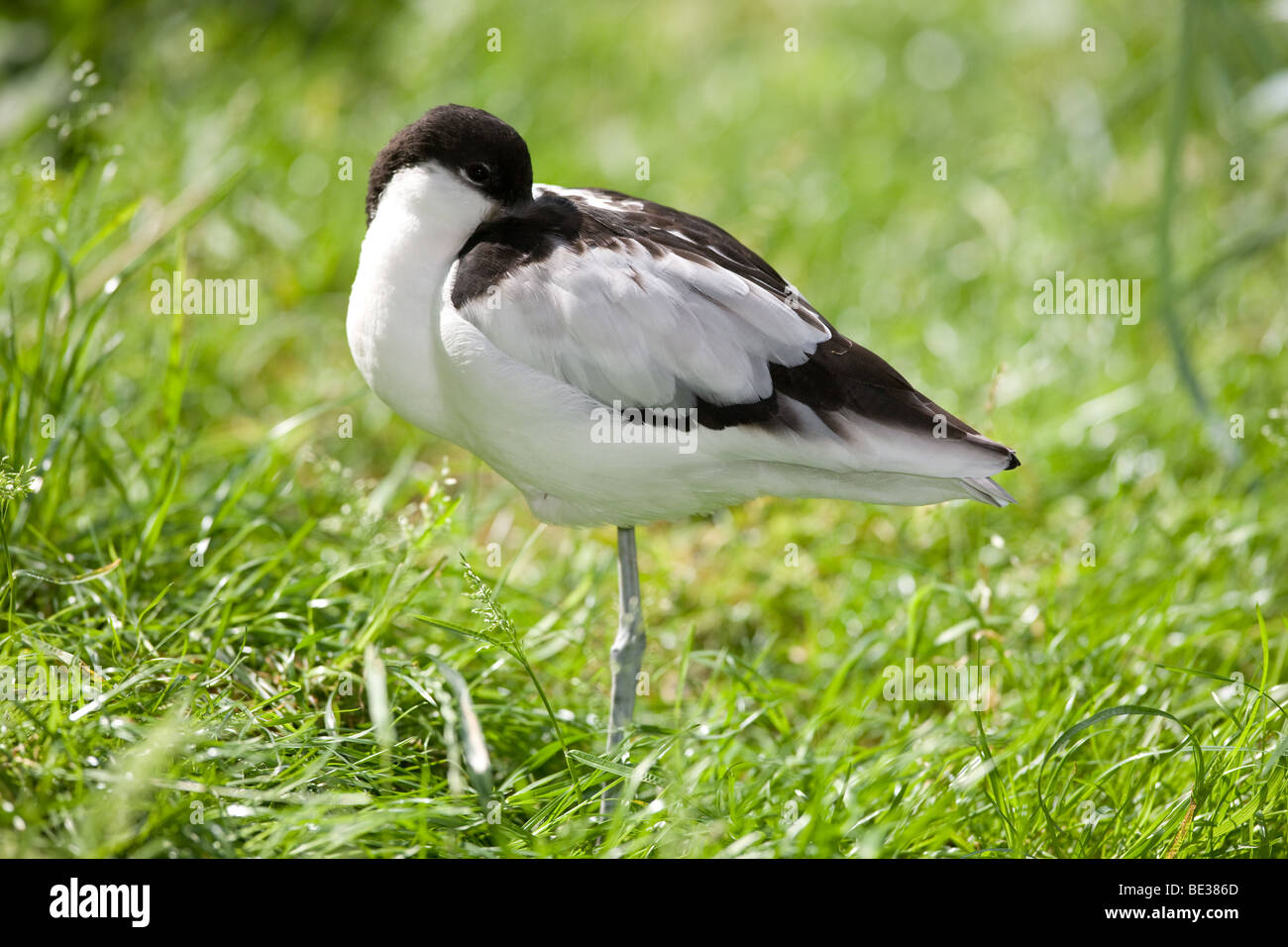 Pied avocet - Recurvirostra avosetta Stock Photo - Alamy