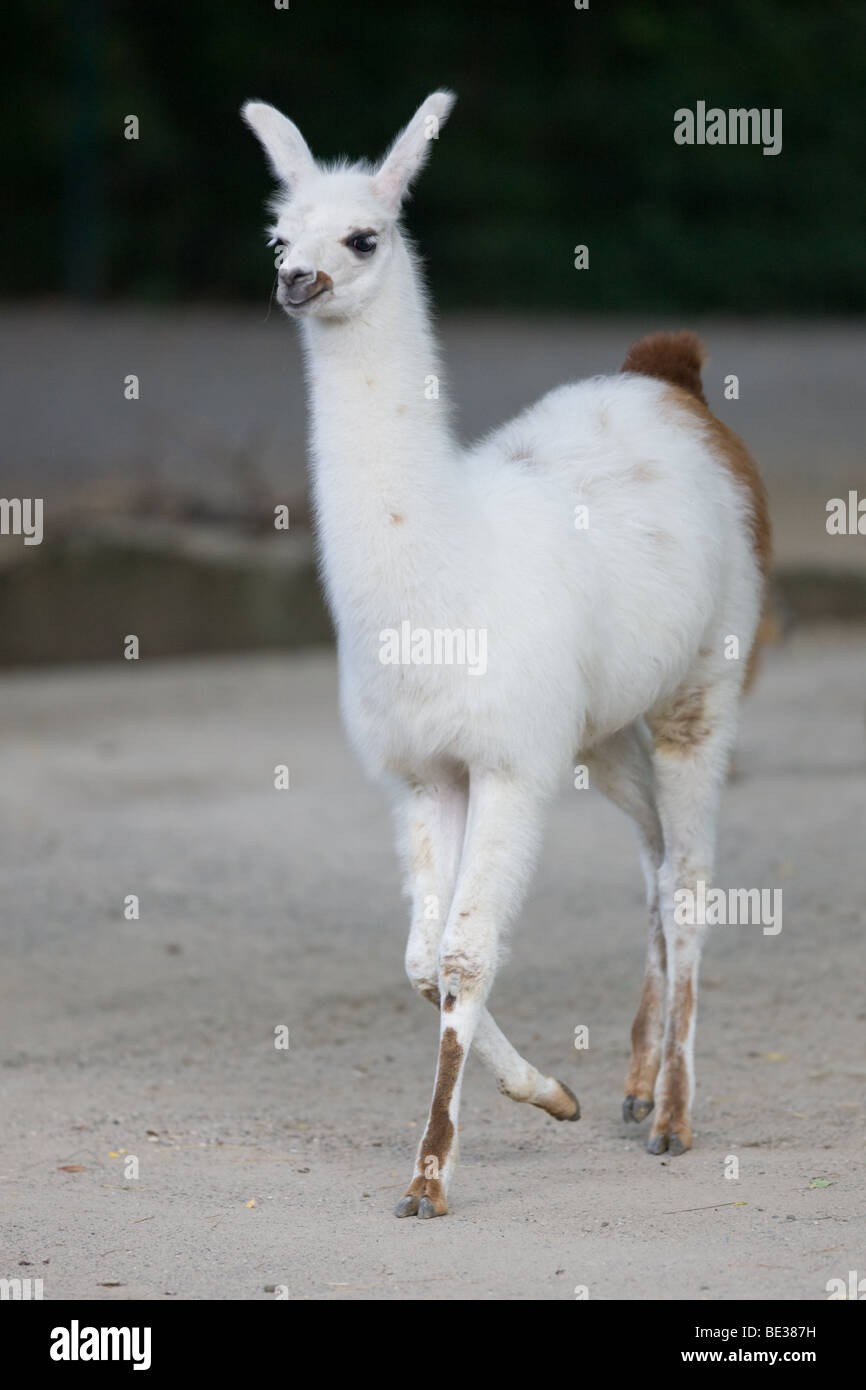 young white and brown Llama - Lama glama Stock Photo - Alamy