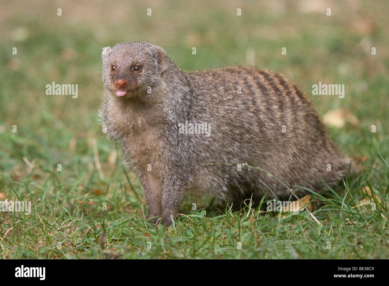 banded Mongoose - Mungos mungo Stock Photo - Alamy