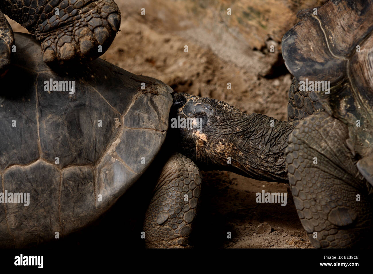 Mating season has begun Stock Photo - Alamy