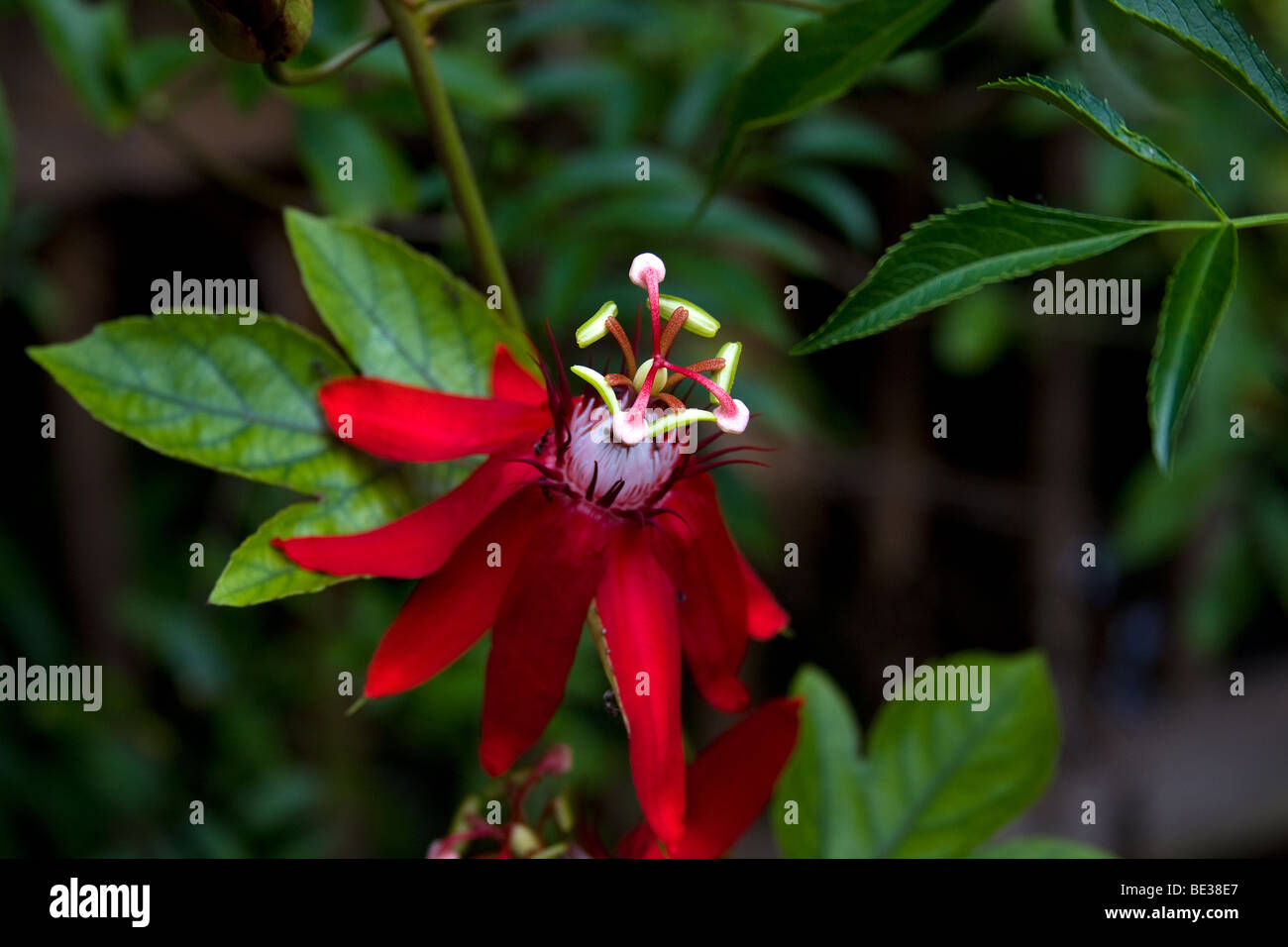 Red tropical flower in the rain forest Stock Photo - Alamy