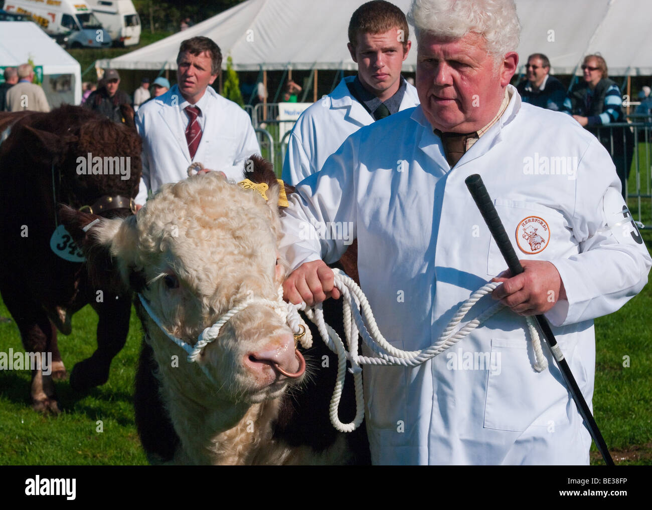 Show cattle hi-res stock photography and images - Alamy