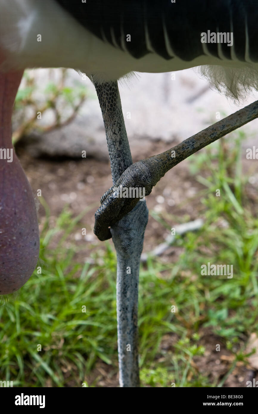 Skinny bird legs hi-res stock photography and images - Alamy