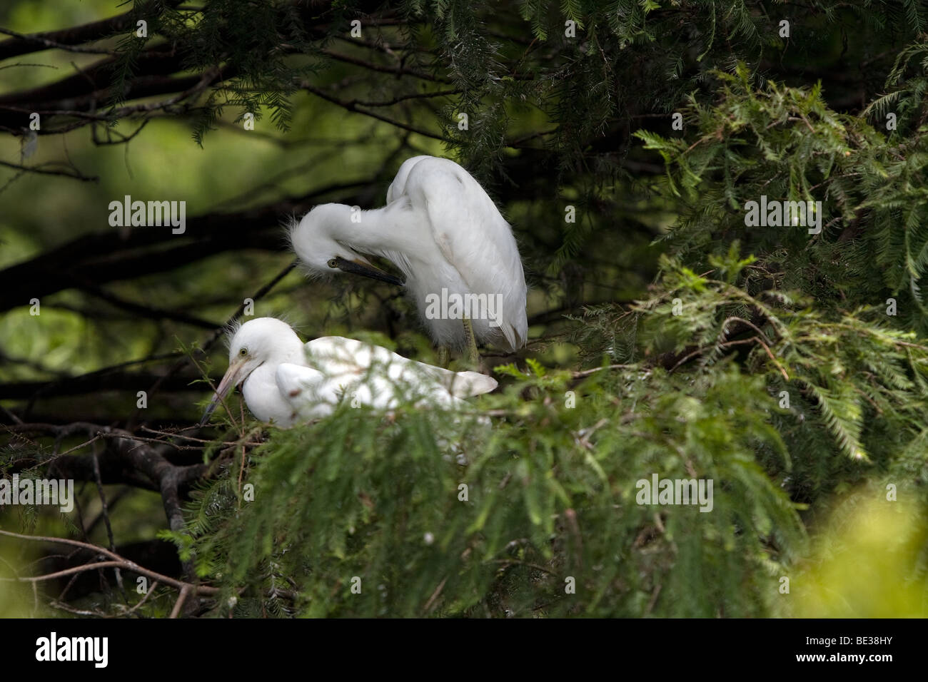 Little egret nest hi-res stock photography and images - Alamy