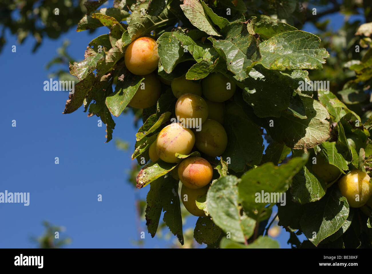 Golden gage hi-res stock photography and images - Alamy