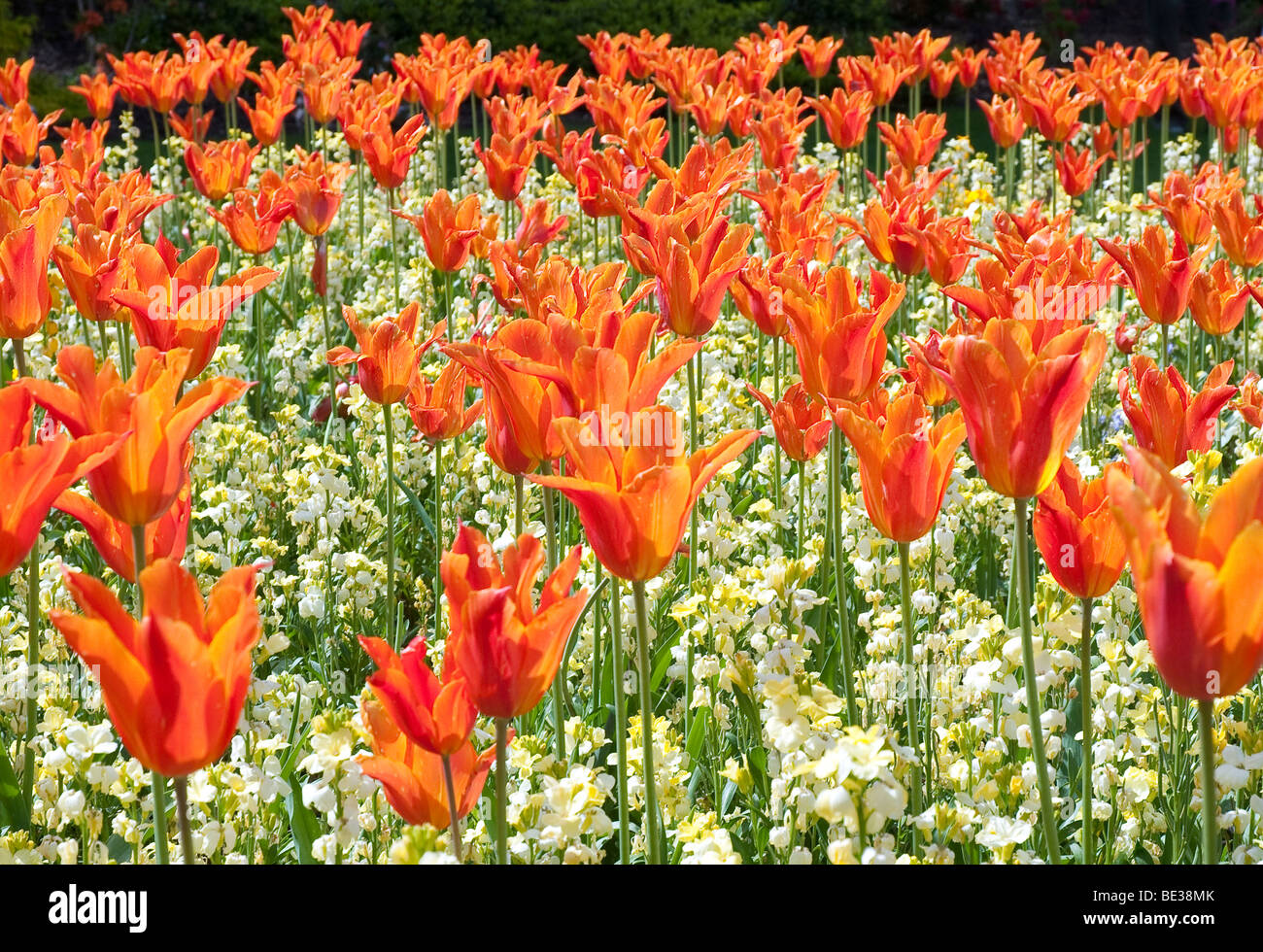 Red floral display hi-res stock photography and images - Alamy