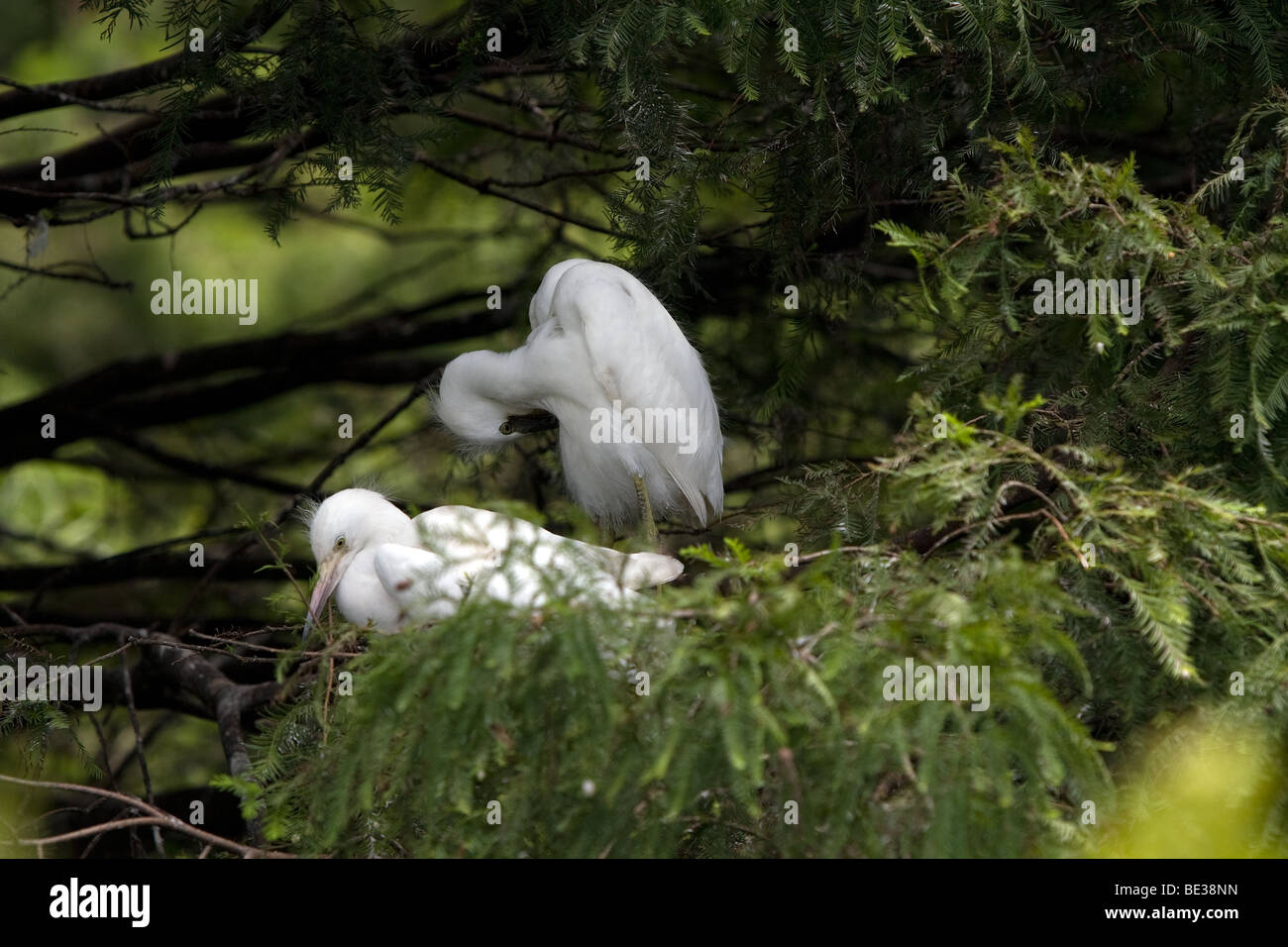 Little egret nest hi-res stock photography and images - Alamy