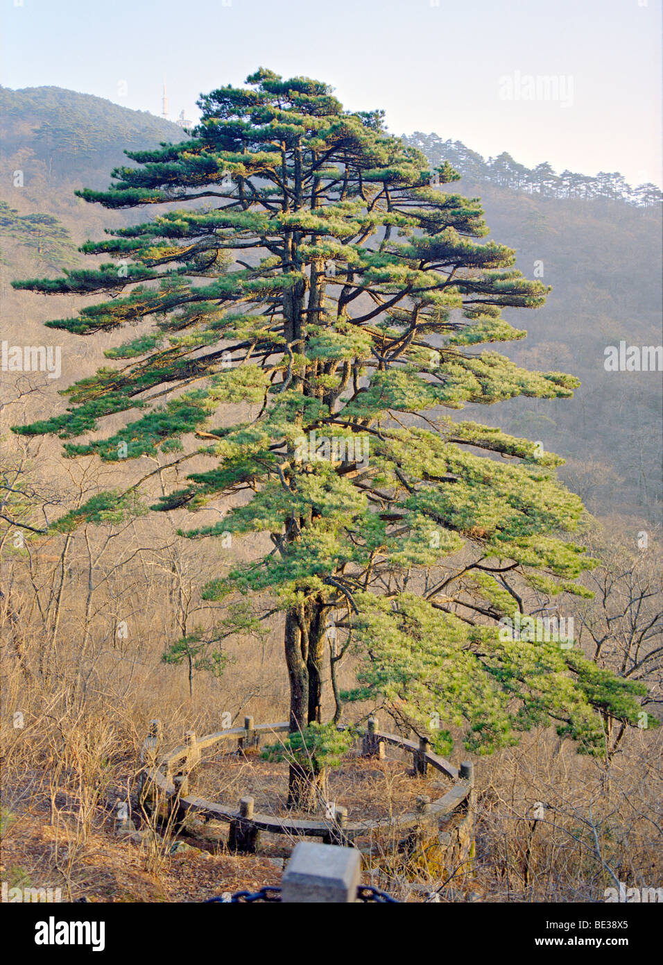 Sacred pine tree at Yellow Mountain (Huang Shan Stock Photo - Alamy