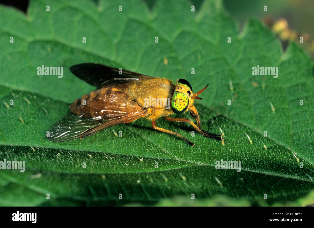 Twin-lobed Deerfly (Chrysops relictus Stock Photo - Alamy
