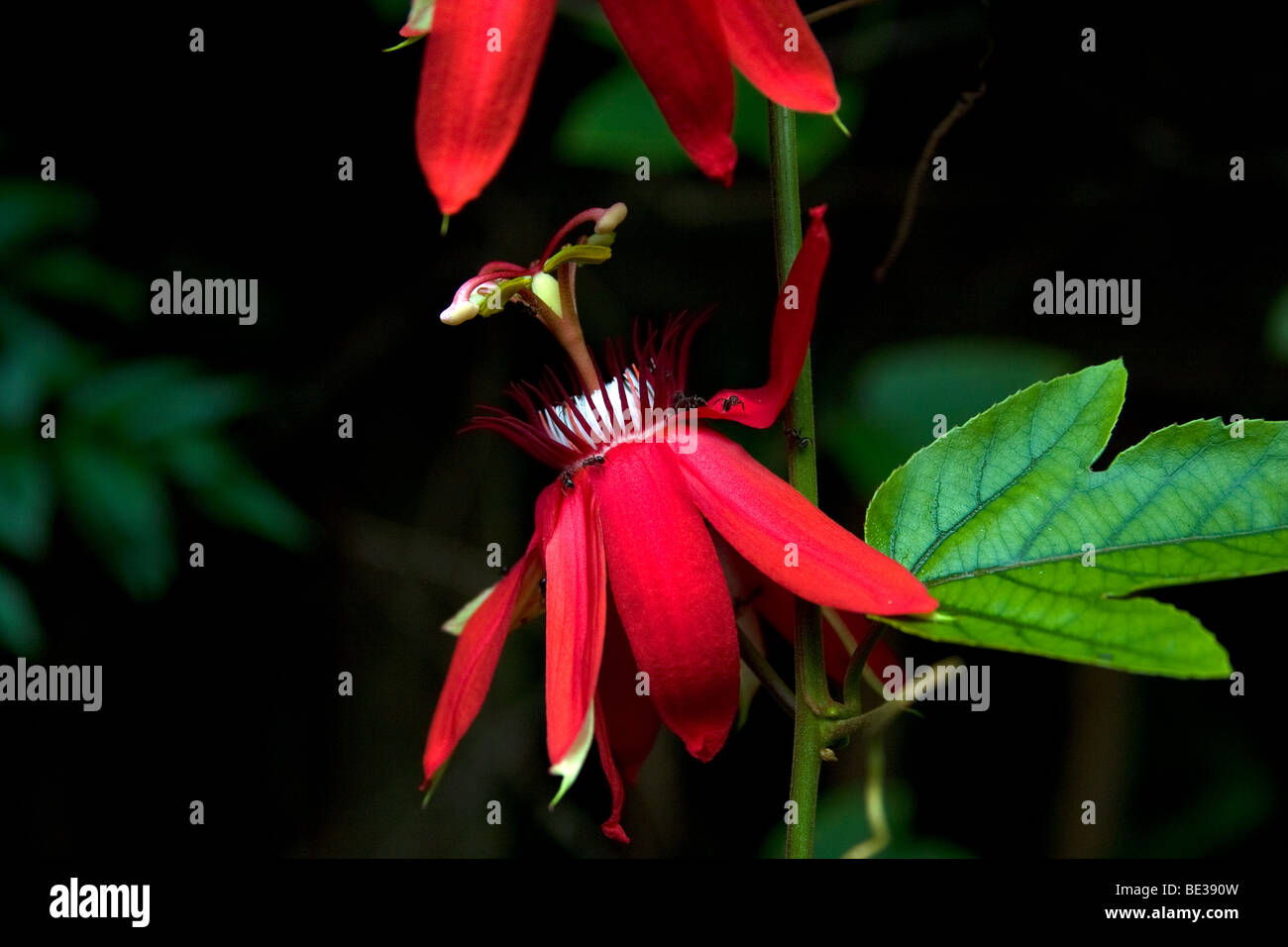 Red tropical flower in the rain forest Stock Photo - Alamy