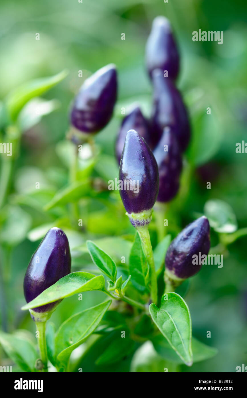 Purple chilli hi-res stock photography and images - Alamy