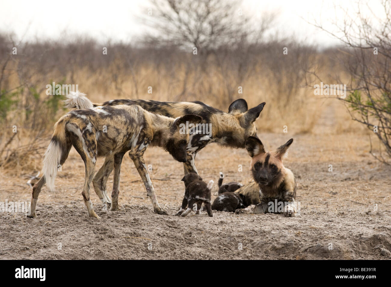 African wild dogs pups den hi-res stock photography and images - Alamy