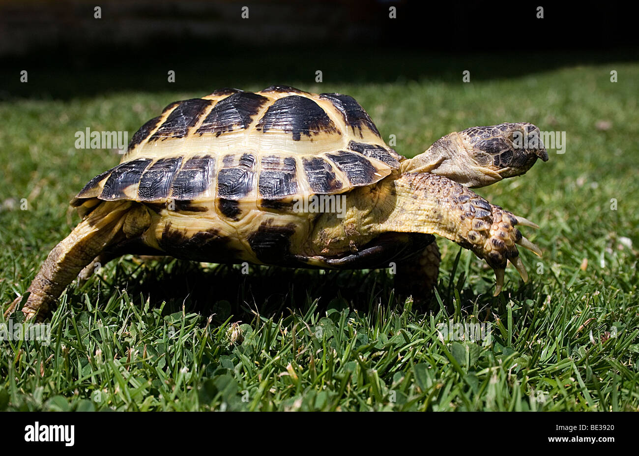 Small tortoise hi-res stock photography and images - Alamy