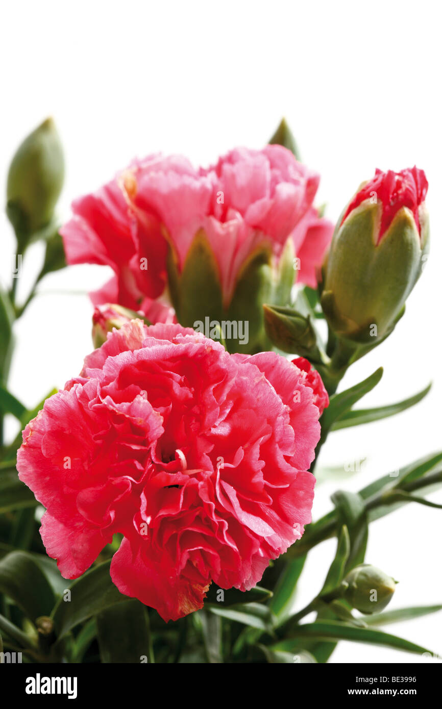 Carnation varieties hi-res stock photography and images - Alamy