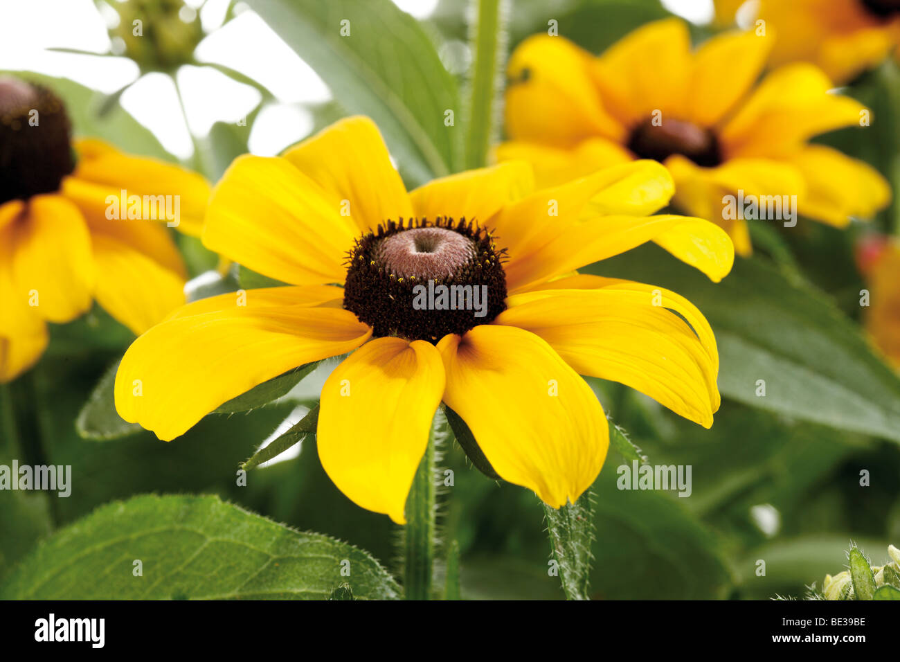 Black-eyed Susan, Blackiehead, Brown Betty, Gloriosa Daisy, Golden ...