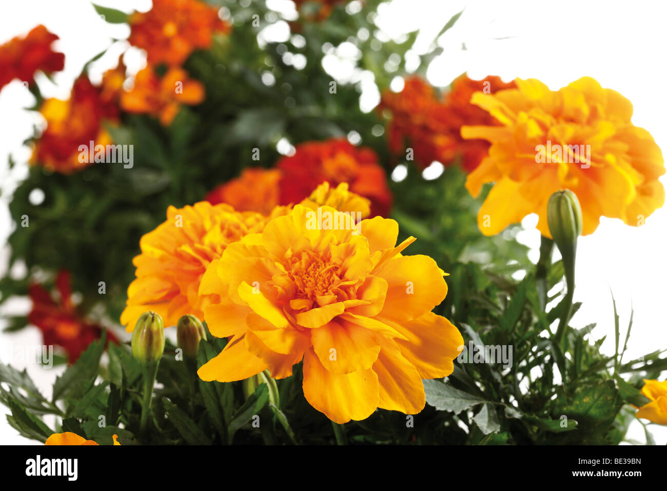 Bluhende tagetes hi-res stock photography and images - Alamy