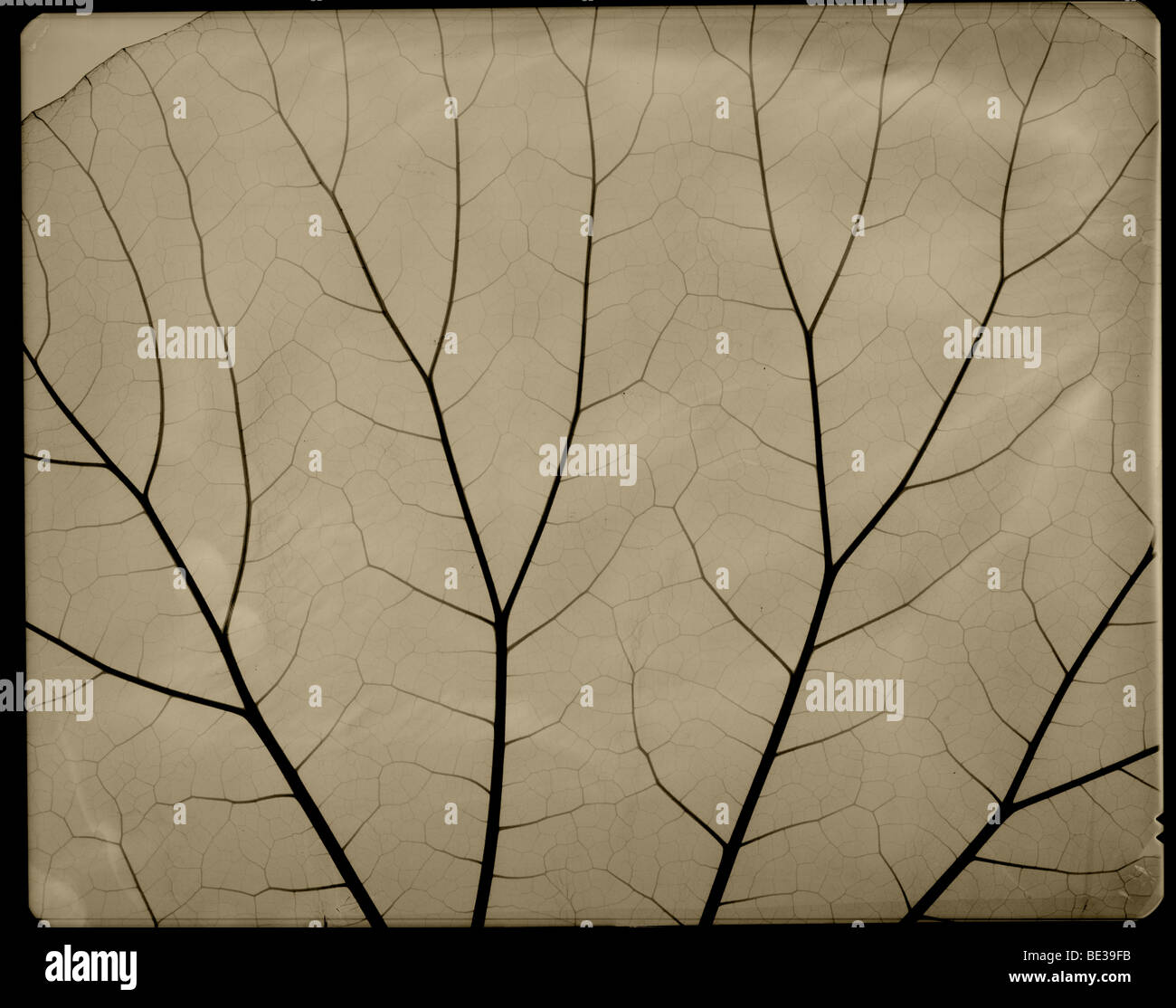 X-ray of a plant leaf Stock Photo - Alamy