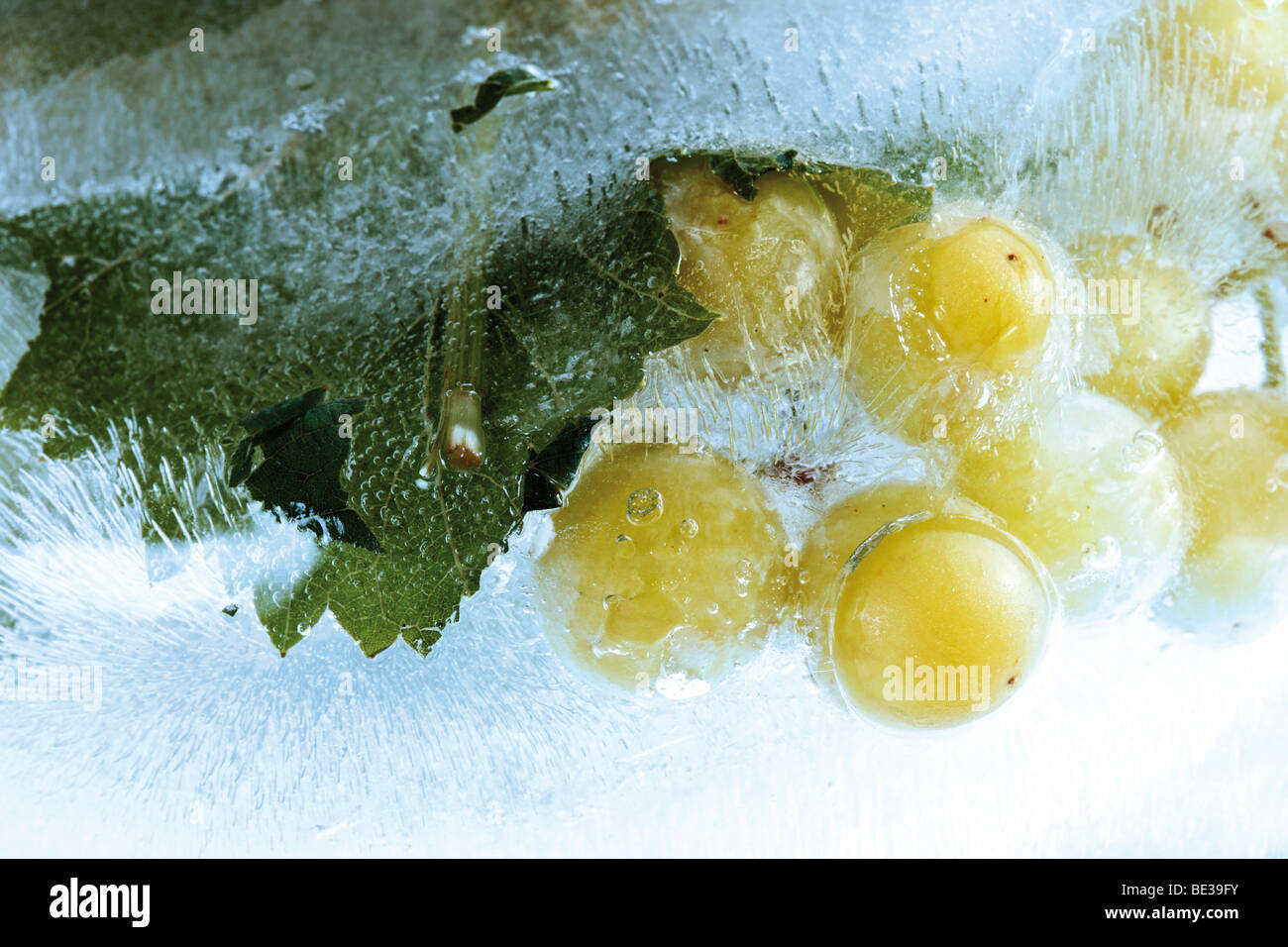 Grapes in ice Stock Photo - Alamy