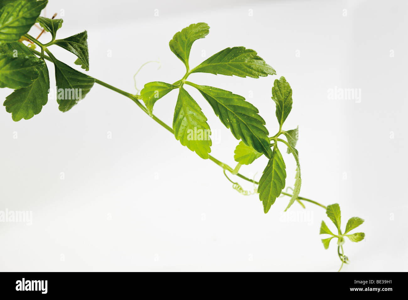 Gynostemma pentaphyllum hi-res stock photography and images - Alamy