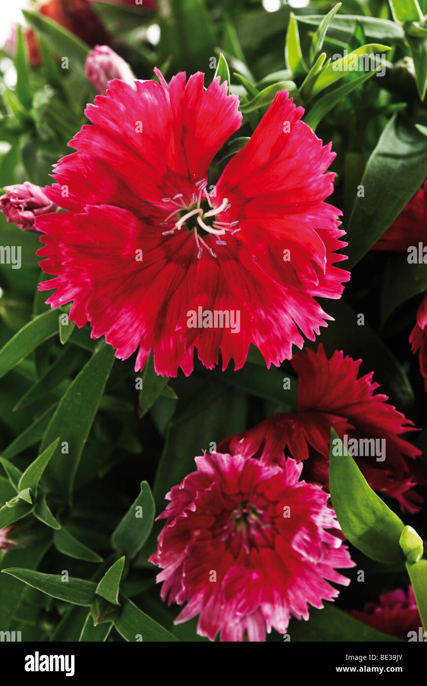 Carnation varieties hi-res stock photography and images - Alamy