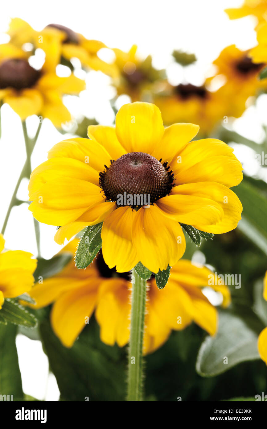 Black-eyed Susan, Blackiehead, Brown Betty, Gloriosa Daisy, Golden ...