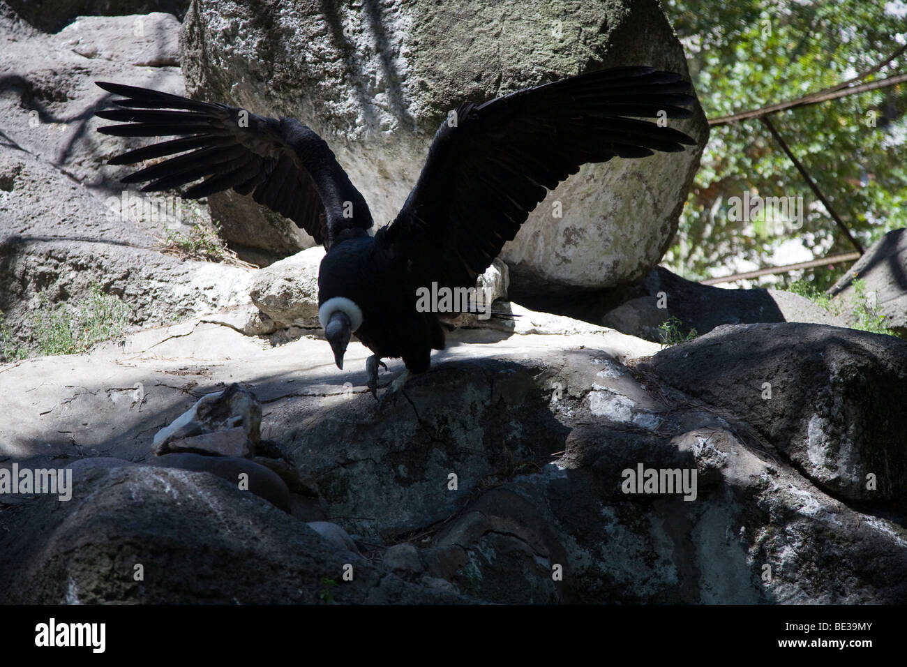 Captive female Andean Condor, Buenos Aires Zoo Stock Photo - Alamy