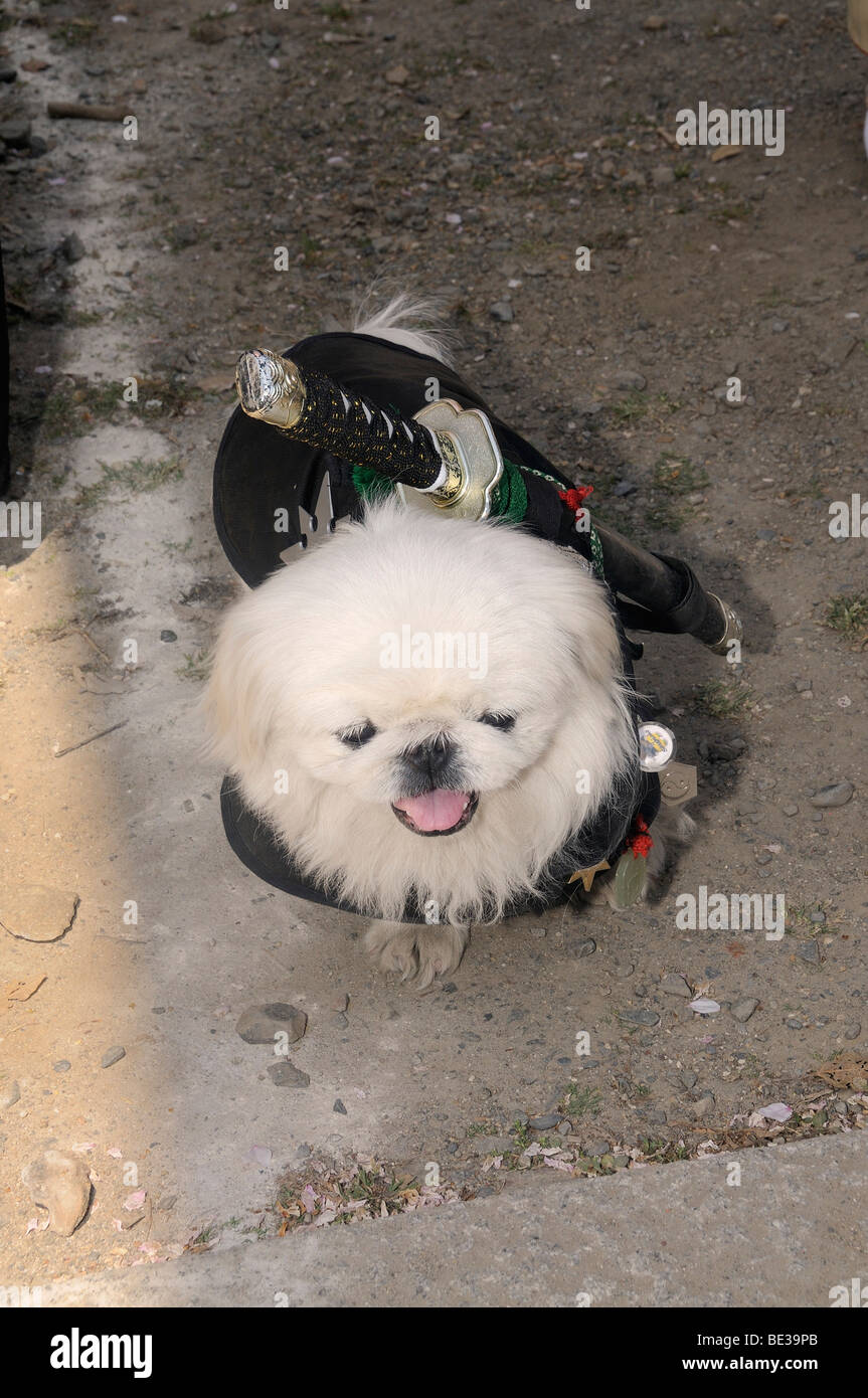 Samurai with dog hi-res stock photography and images - Alamy