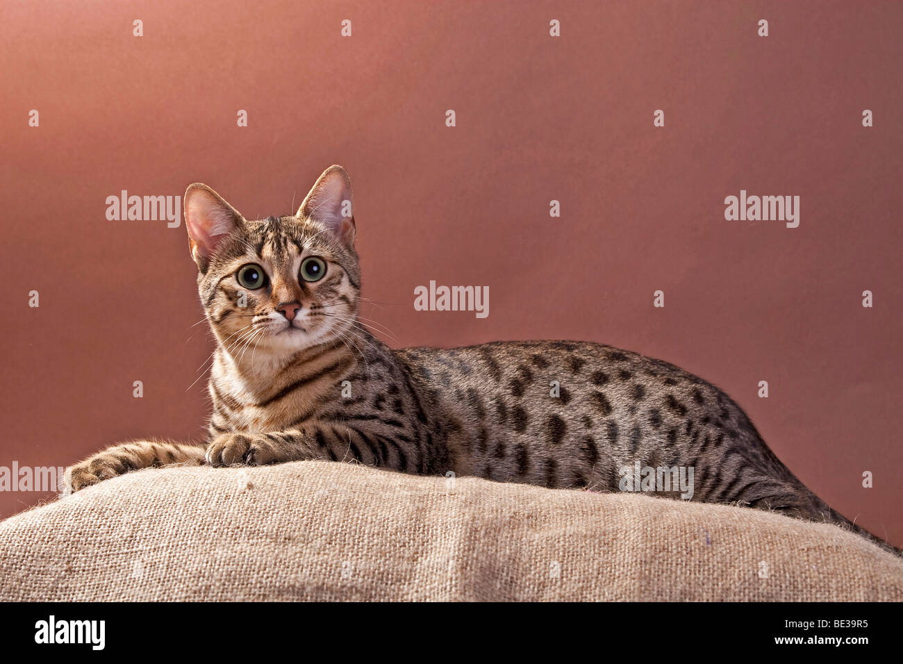 Egyptian mau cat hi-res stock photography and images - Alamy