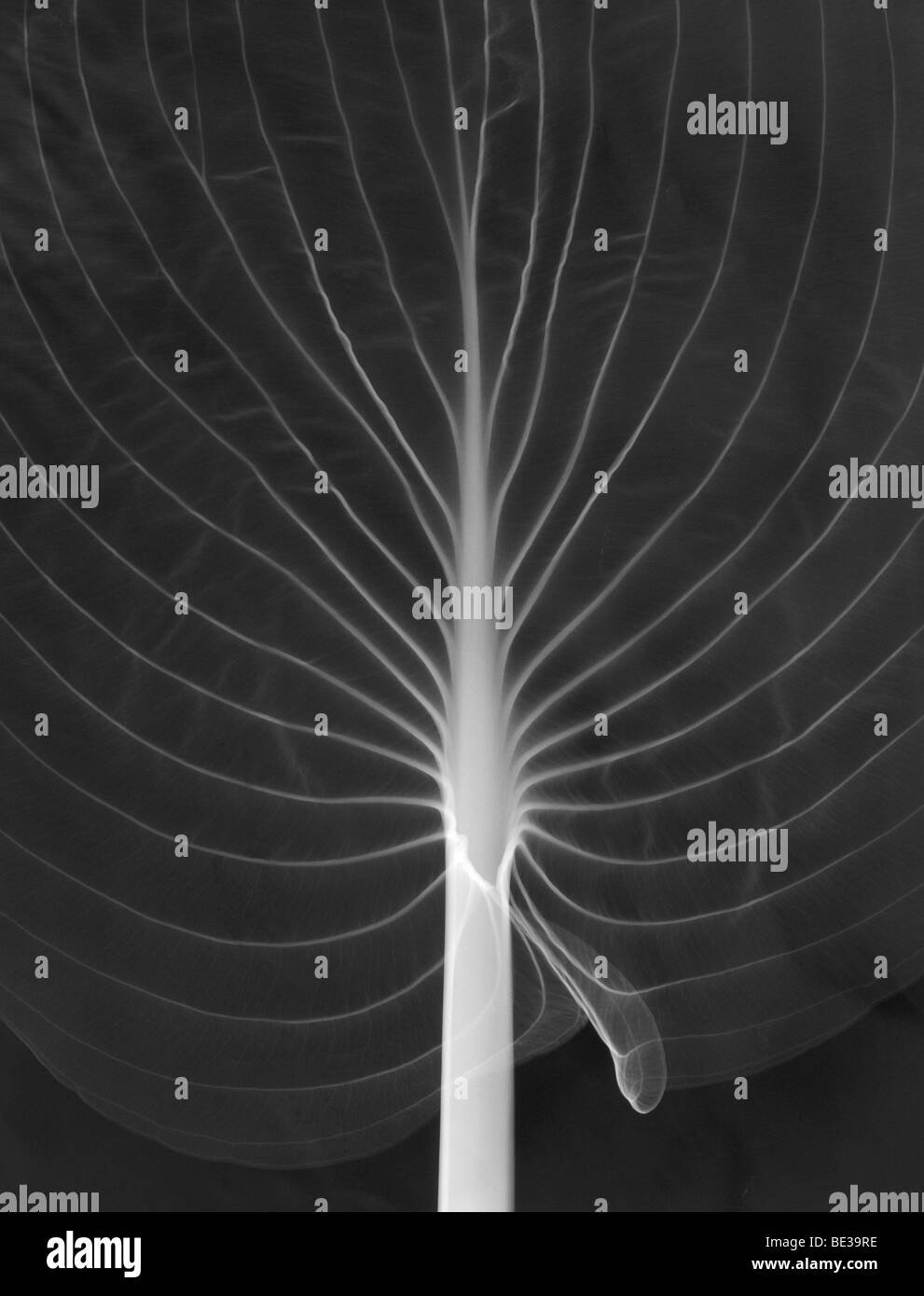 X ray plant hi-res stock photography and images - Alamy