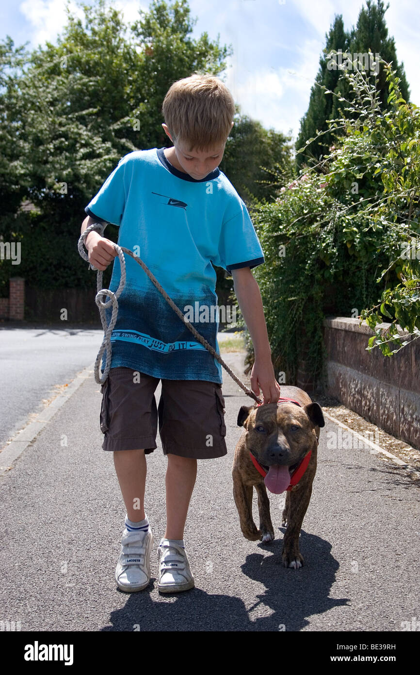 young boy walking his staffordshire bull terrier on lead on street ...