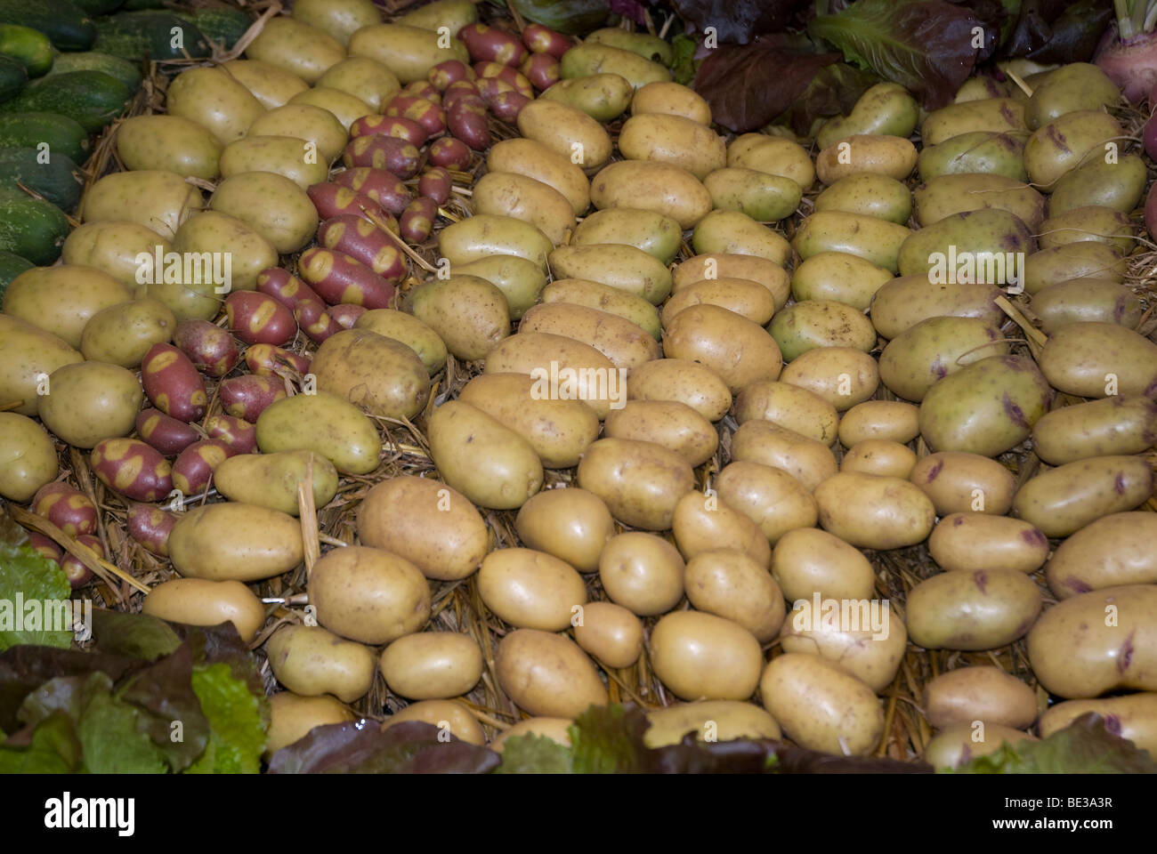 Potatoes display hi-res stock photography and images - Alamy