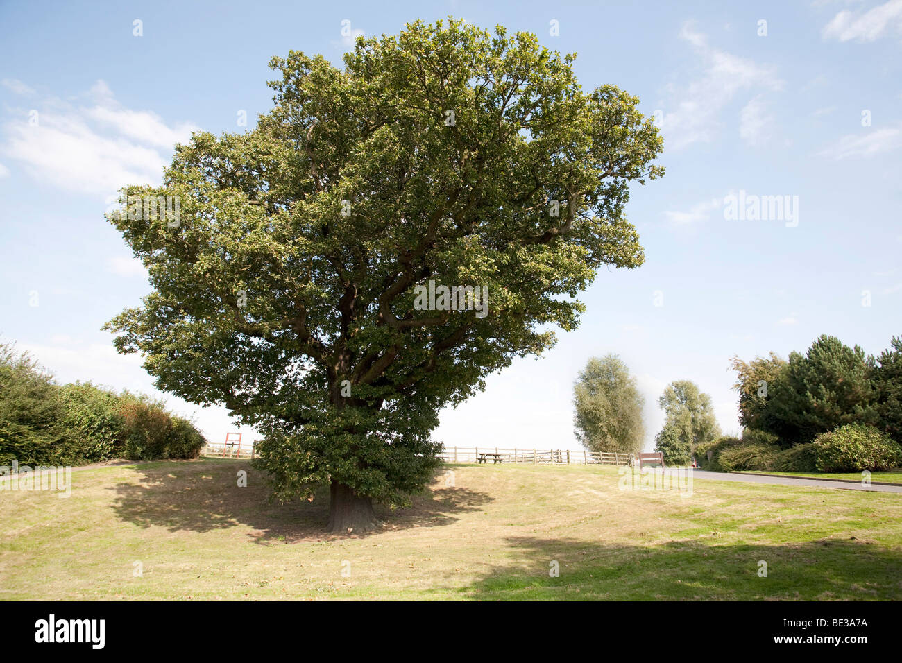 tree in a grass field against a summer blue sky Stock Photo - Alamy