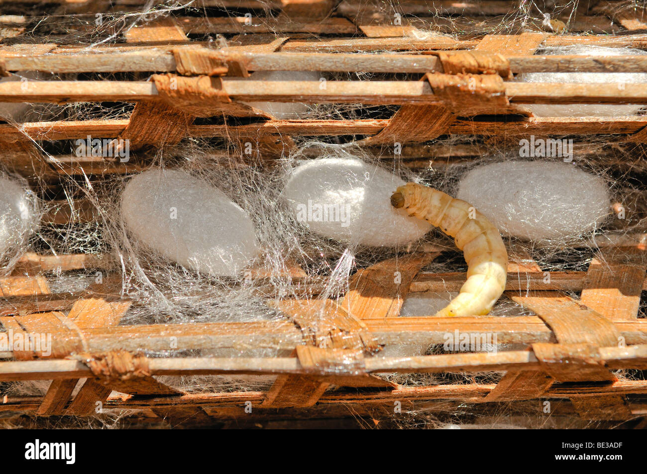Silkworms hi-res stock photography and images - Alamy