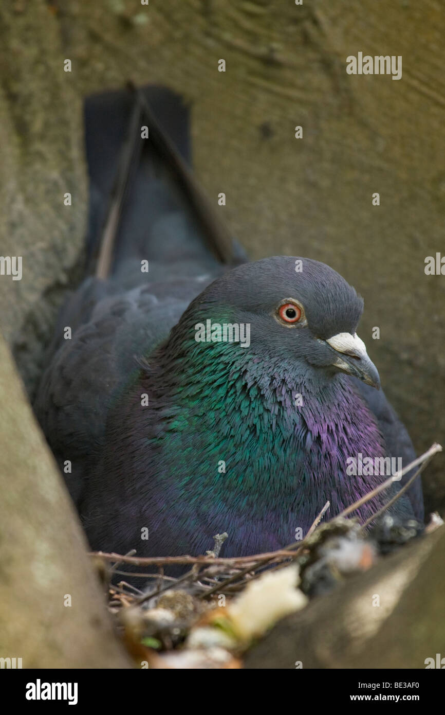 Pigeon nest hi-res stock photography and images - Alamy
