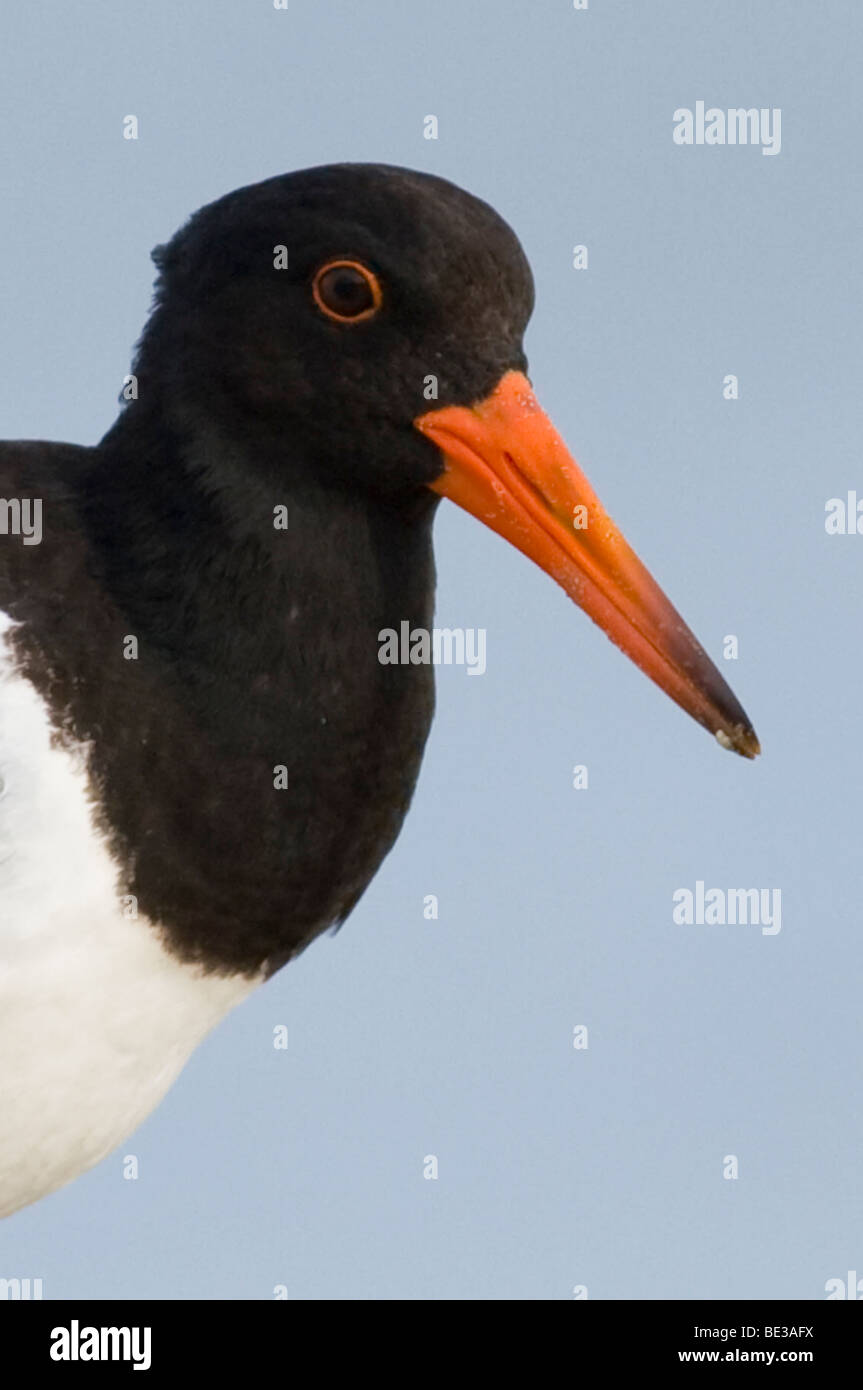 Oyster catcher in water hi-res stock photography and images - Alamy
