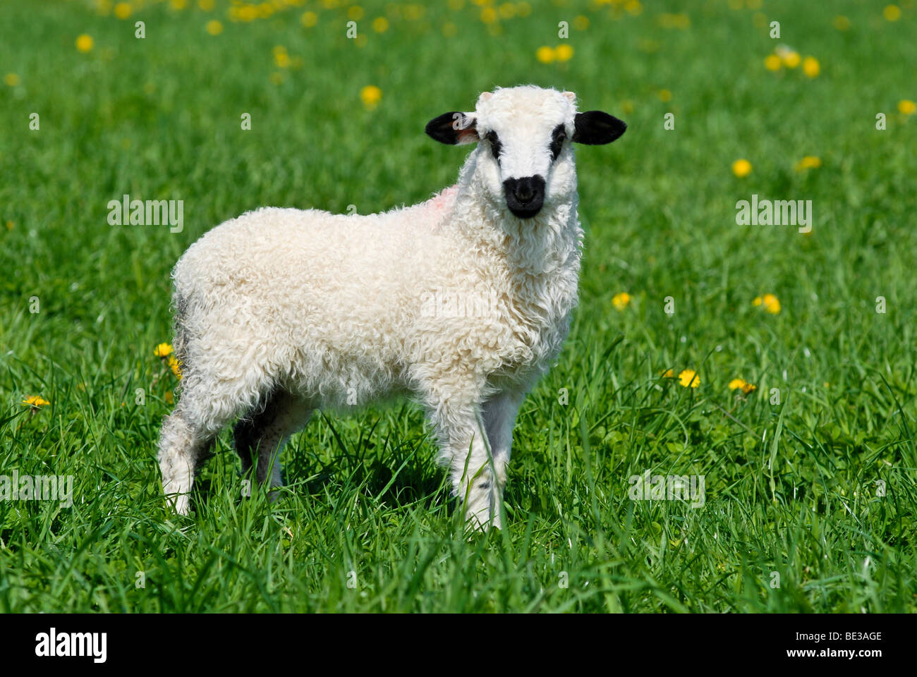 Lamb, standing in meadow Stock Photo - Alamy