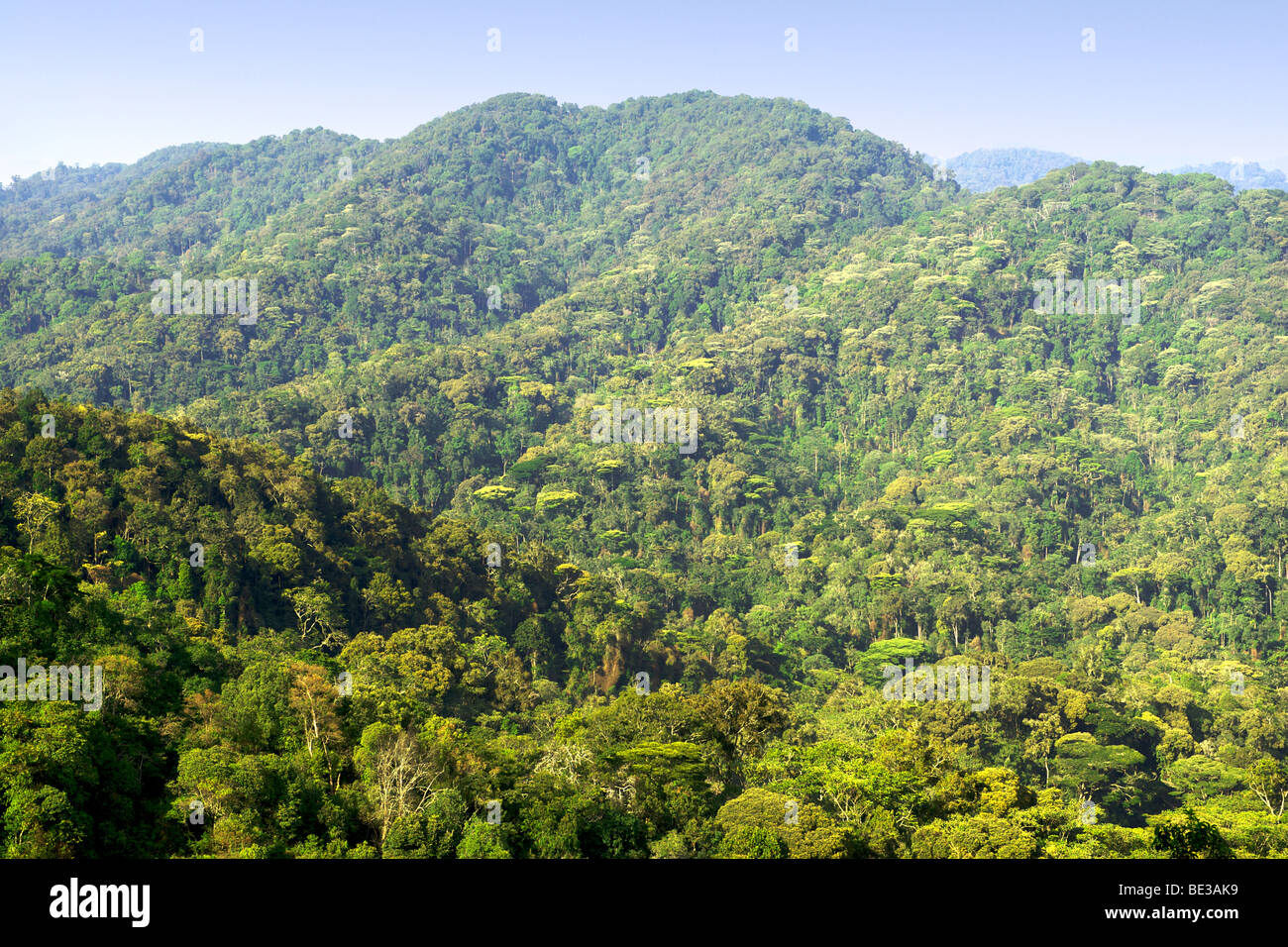 Uganda forest hi-res stock photography and images - Alamy